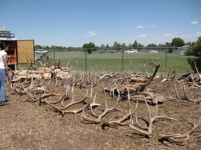 2014 Shed Antlerfest!!! See GIANT antlers! - ARIZONA ANTLER ADDICTION